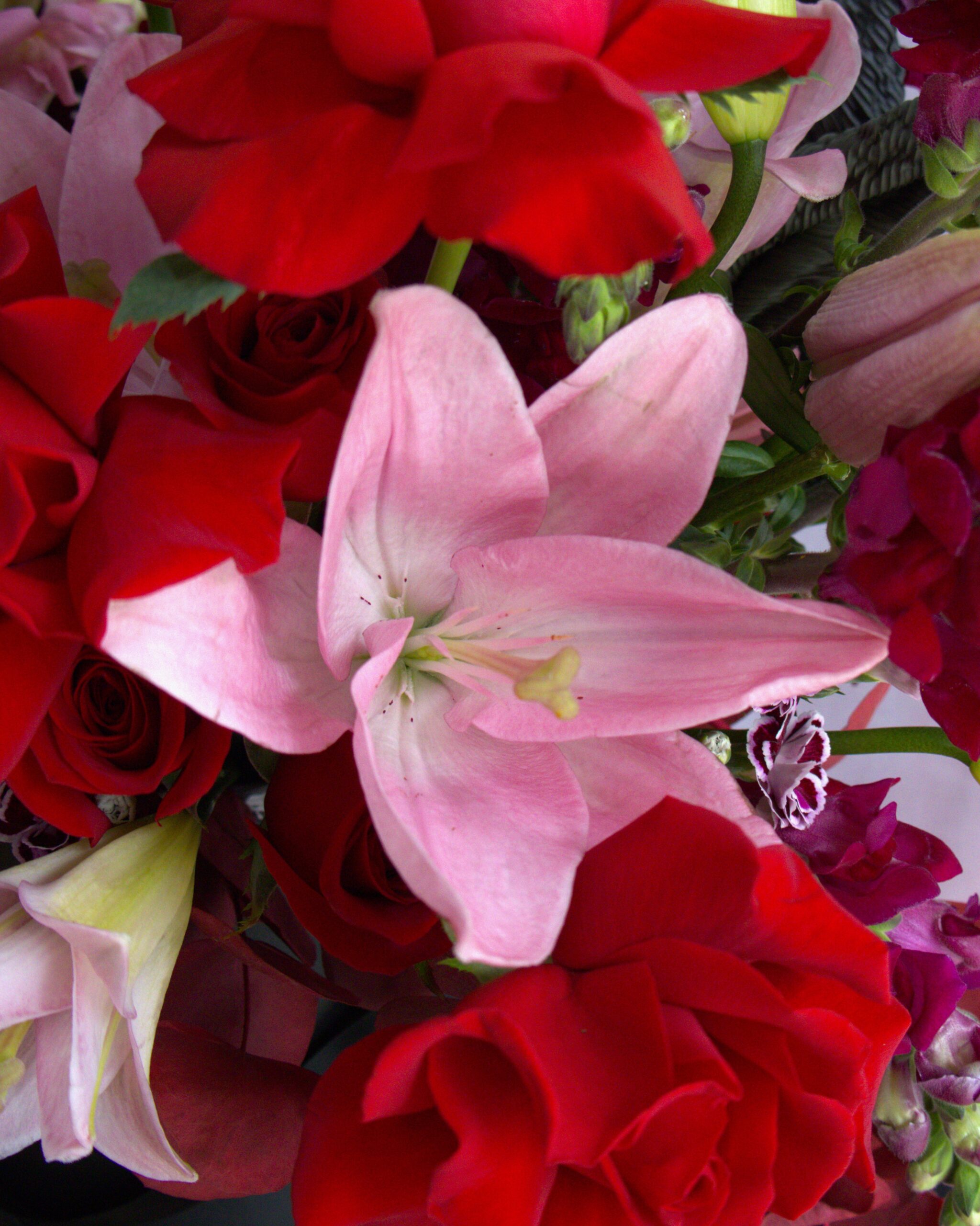 PASIÓN - Elixir Flores