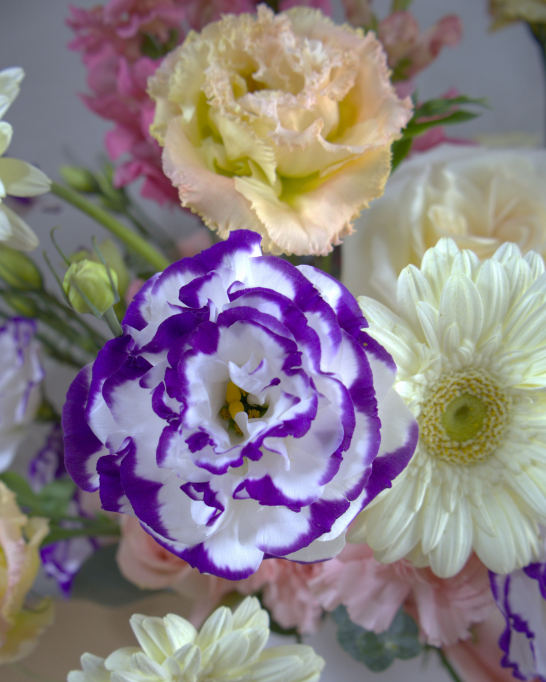 LISIANTHUS - Elixir Flores