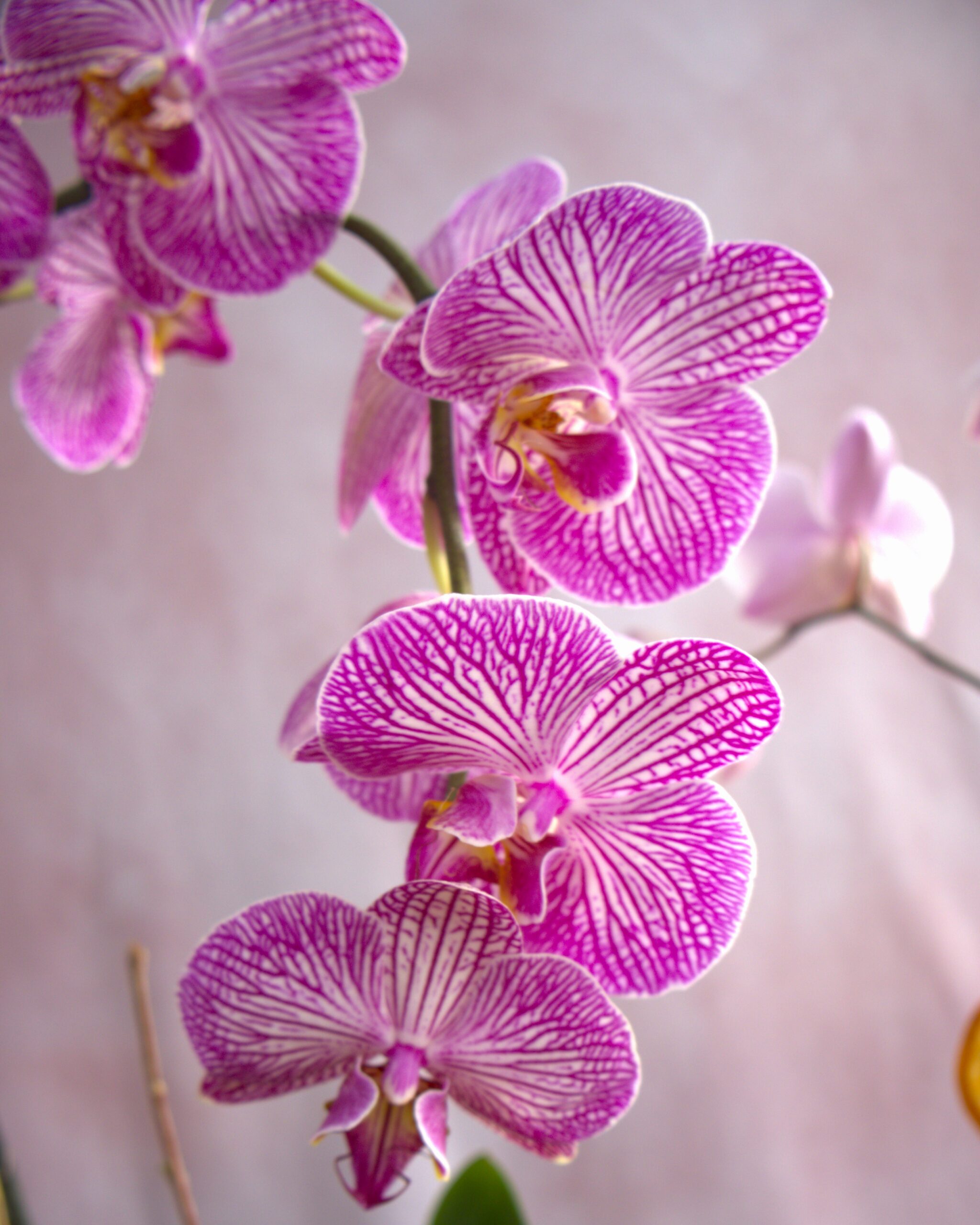 PHALAENOPSIS - Elixir Flores