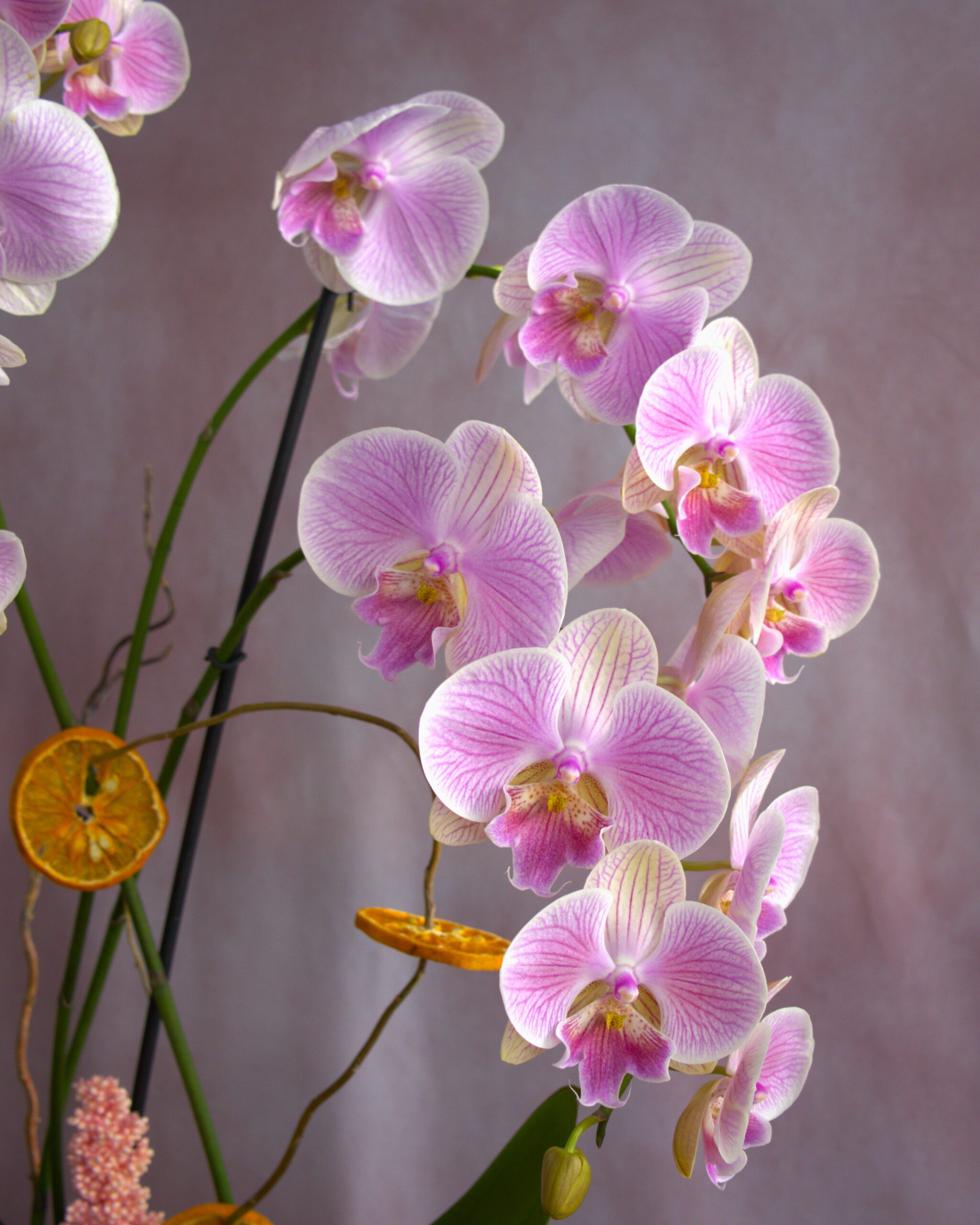 AMOR ETERNO - Elixir Flores