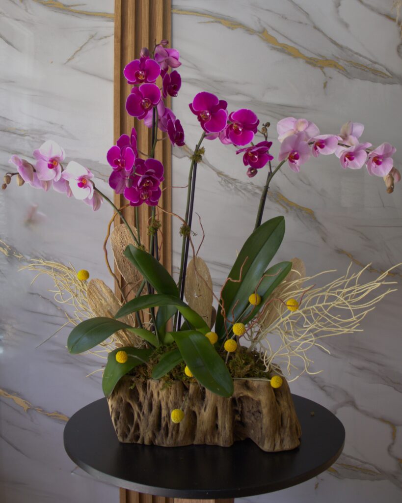 PHALAENOPSIS - Elixir Flores