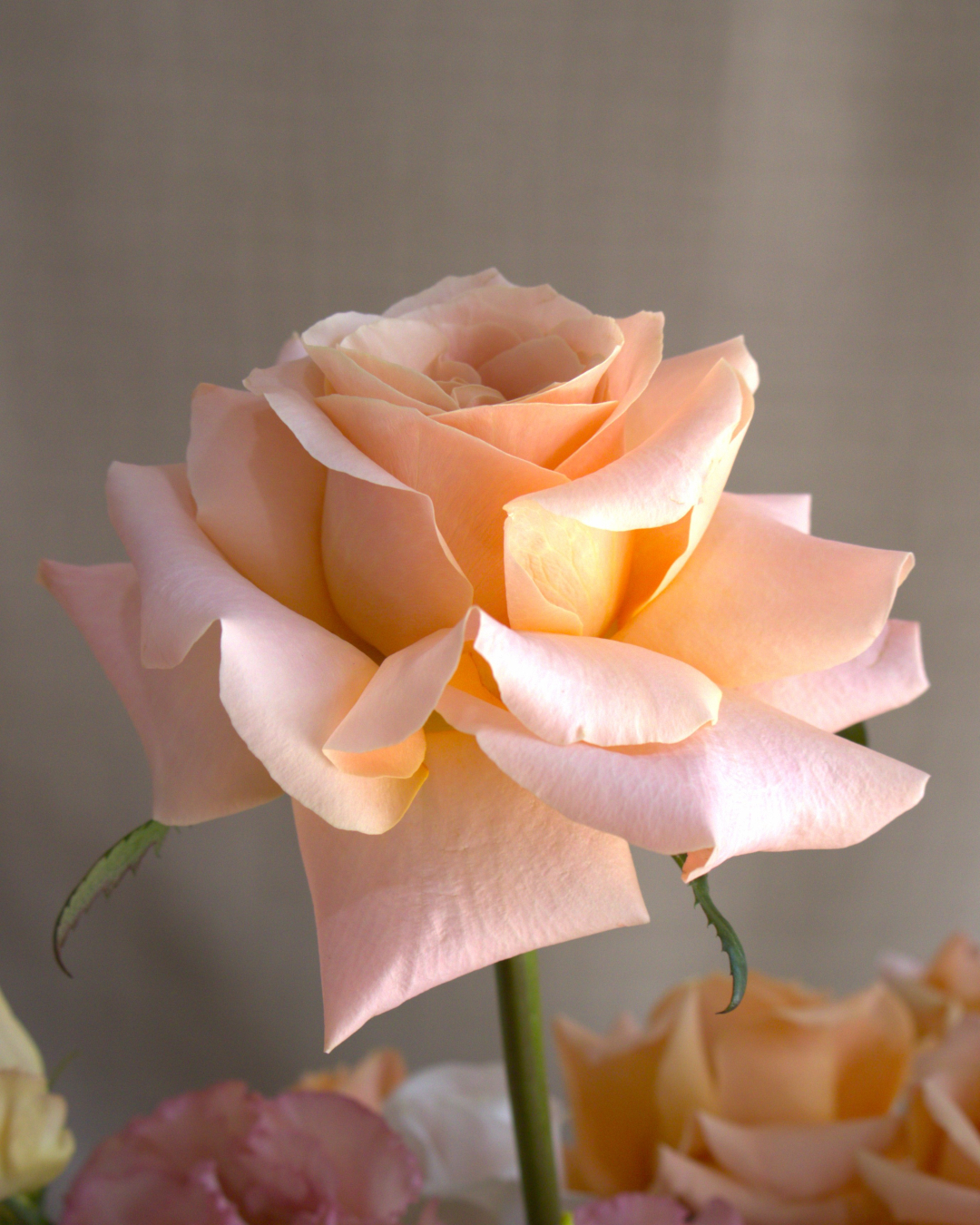 ELIXIR - Elixir Flores